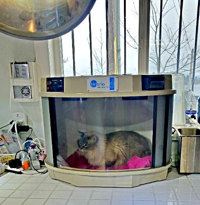 Pets Choice Veterinary Hospital